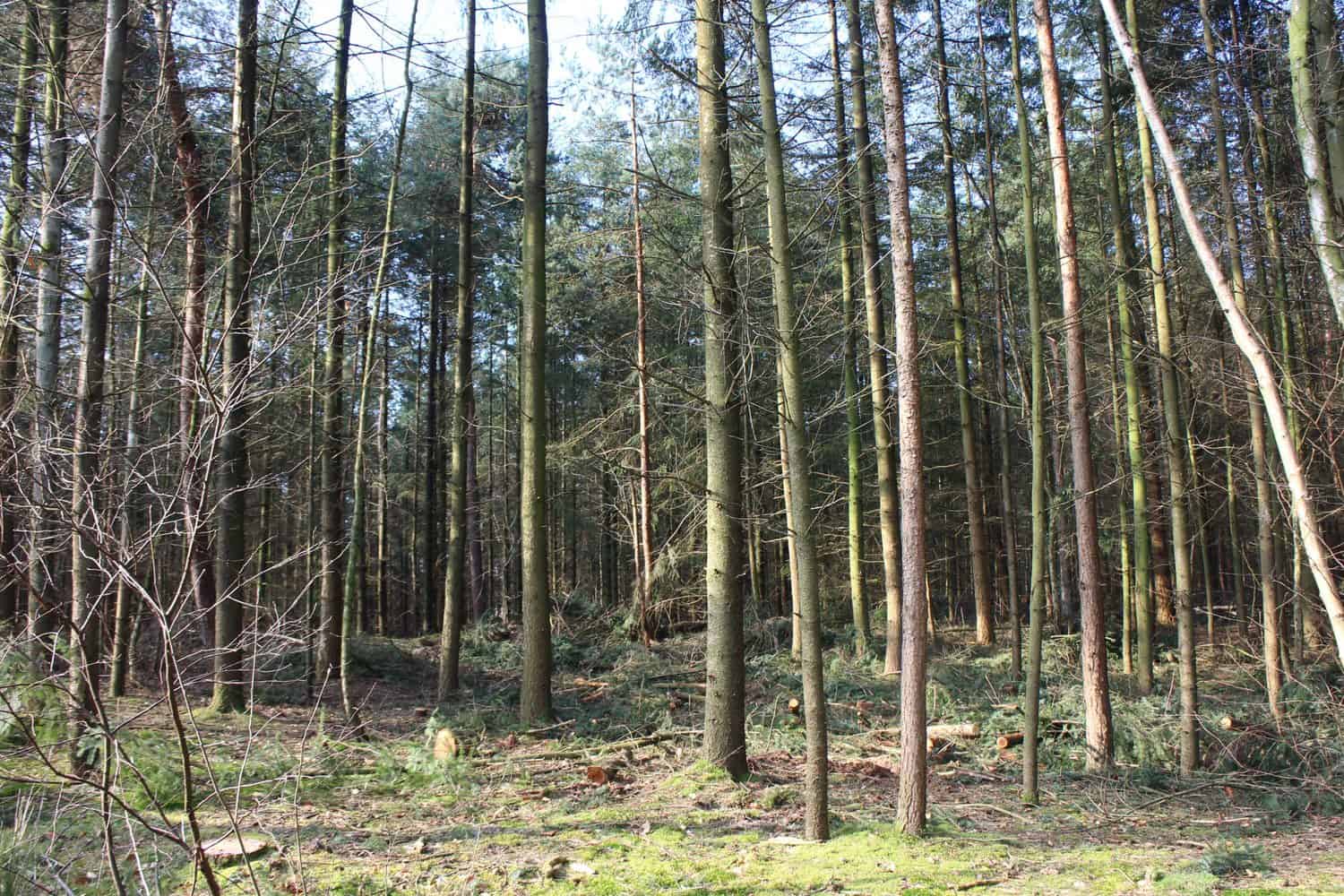 Bergse bossen lijken gered, 380kV-tracé toch ondergronds ...